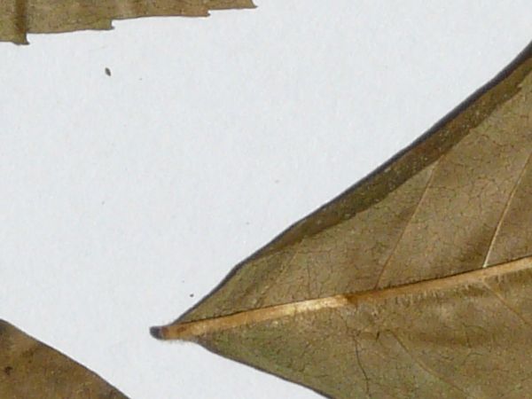 texture 0065 - Texturelib